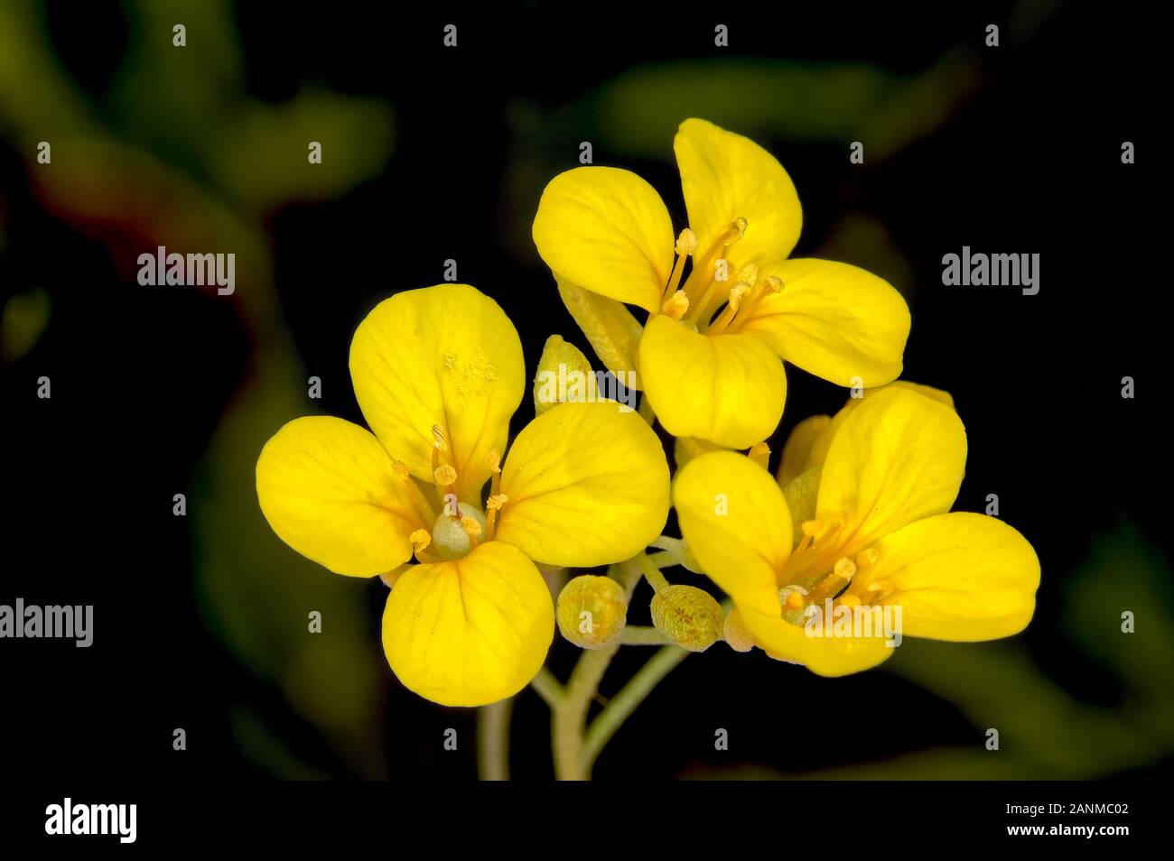 A macro photo of a common yellow wildflower in Arizona called Gordons ...