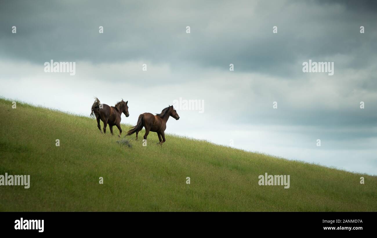 Kaimanawa range hi-res stock photography and images - Alamy