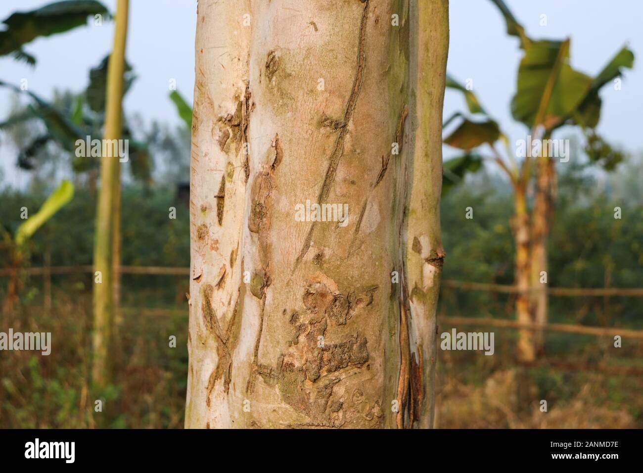 Tree bark texture. The body of the tree Stock Photo - Alamy