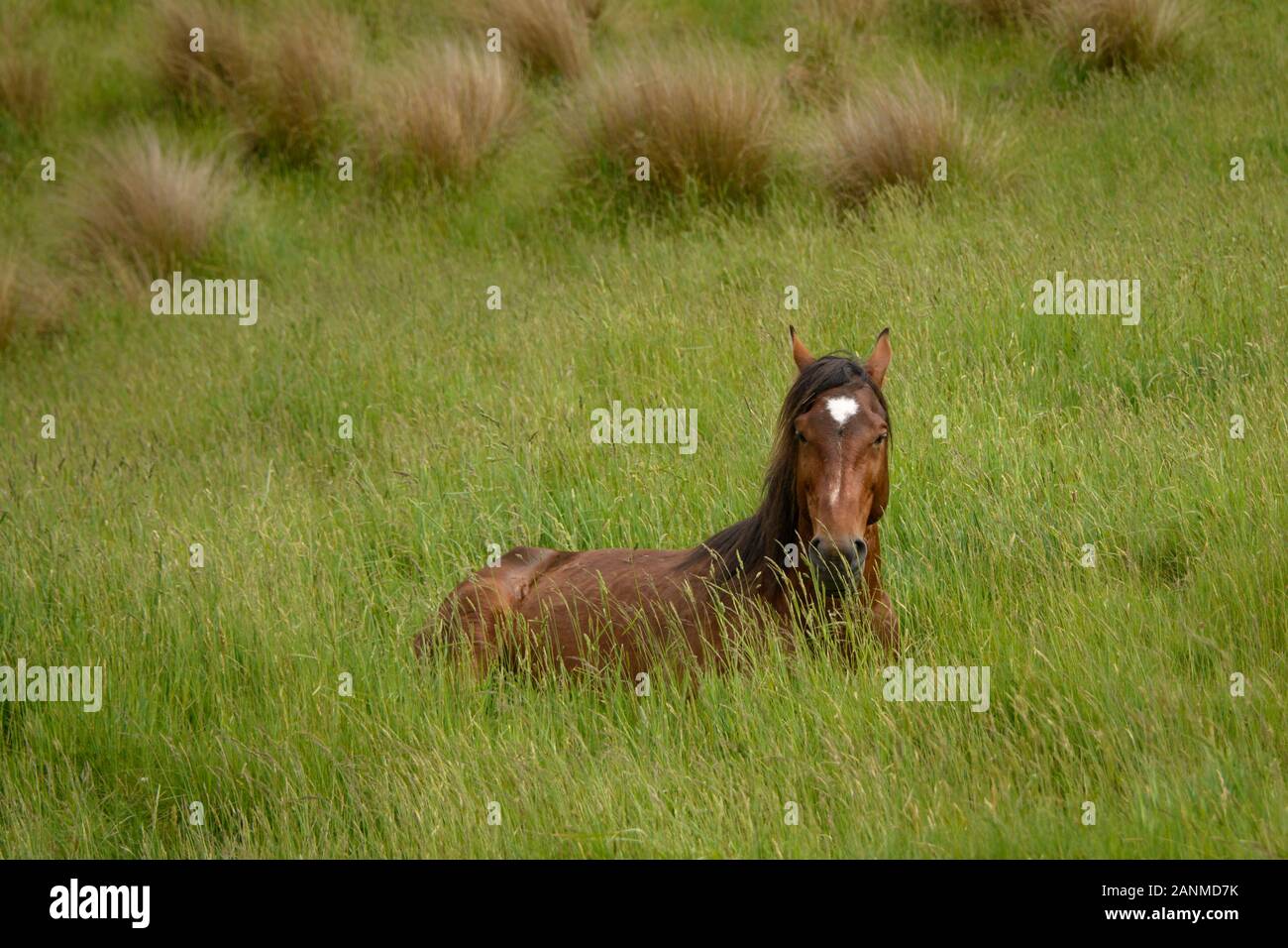 Wild horse in Kaimanawa mountain range, Central Plateau, New Zealand ...