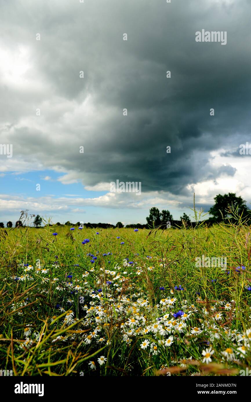 garden, gardening, grass, grow, herb, herbage, herbal, land, landscape ...