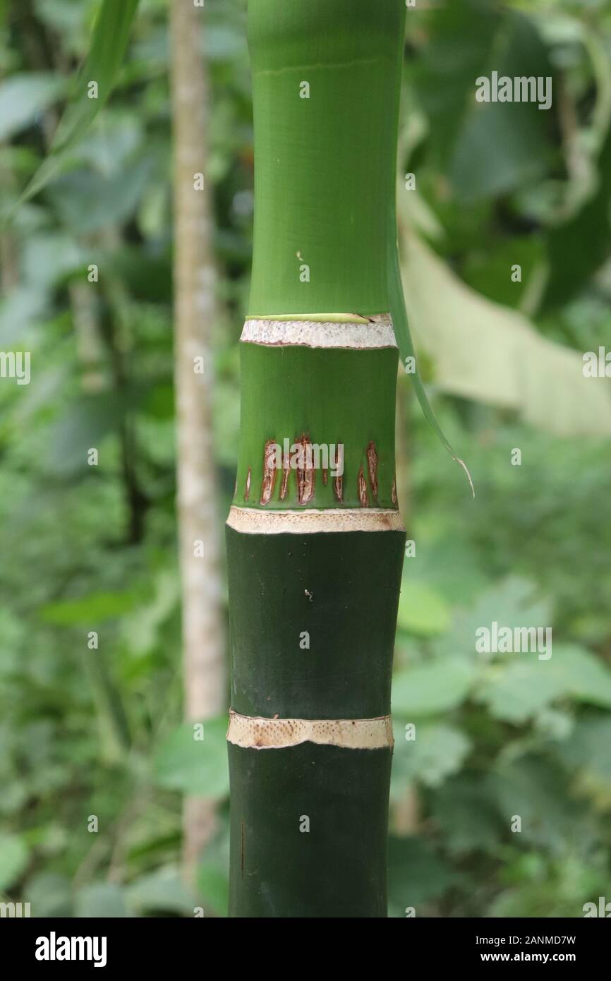 Betel tree hi-res stock photography and images - Alamy