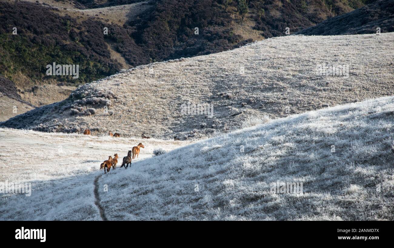 Wild Kaimanawa horses galloping in the mountain ranges, New Zealand ...