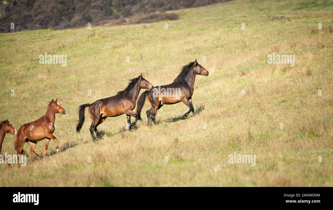 Wild Kaimanawa horses running with flying mane on the green grassland ...