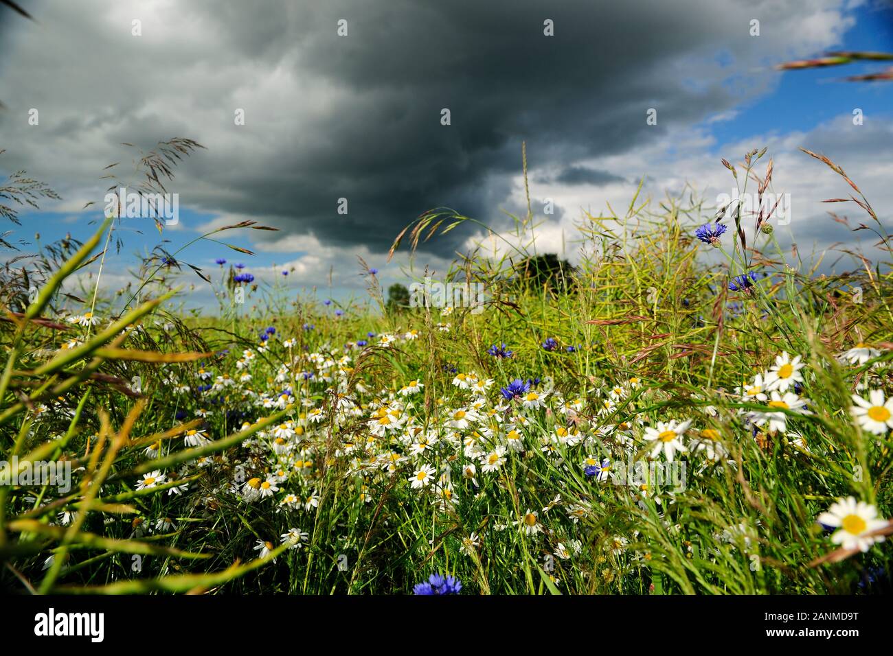 garden, gardening, grass, grow, herb, herbage, herbal, land, landscape ...