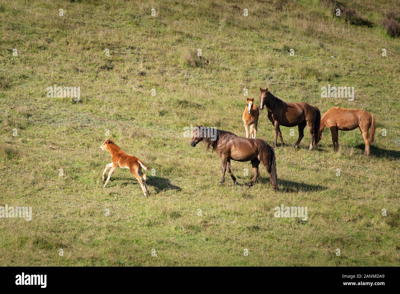 Wild Kaimanawa horse family playing on the green hills of the mountain ...