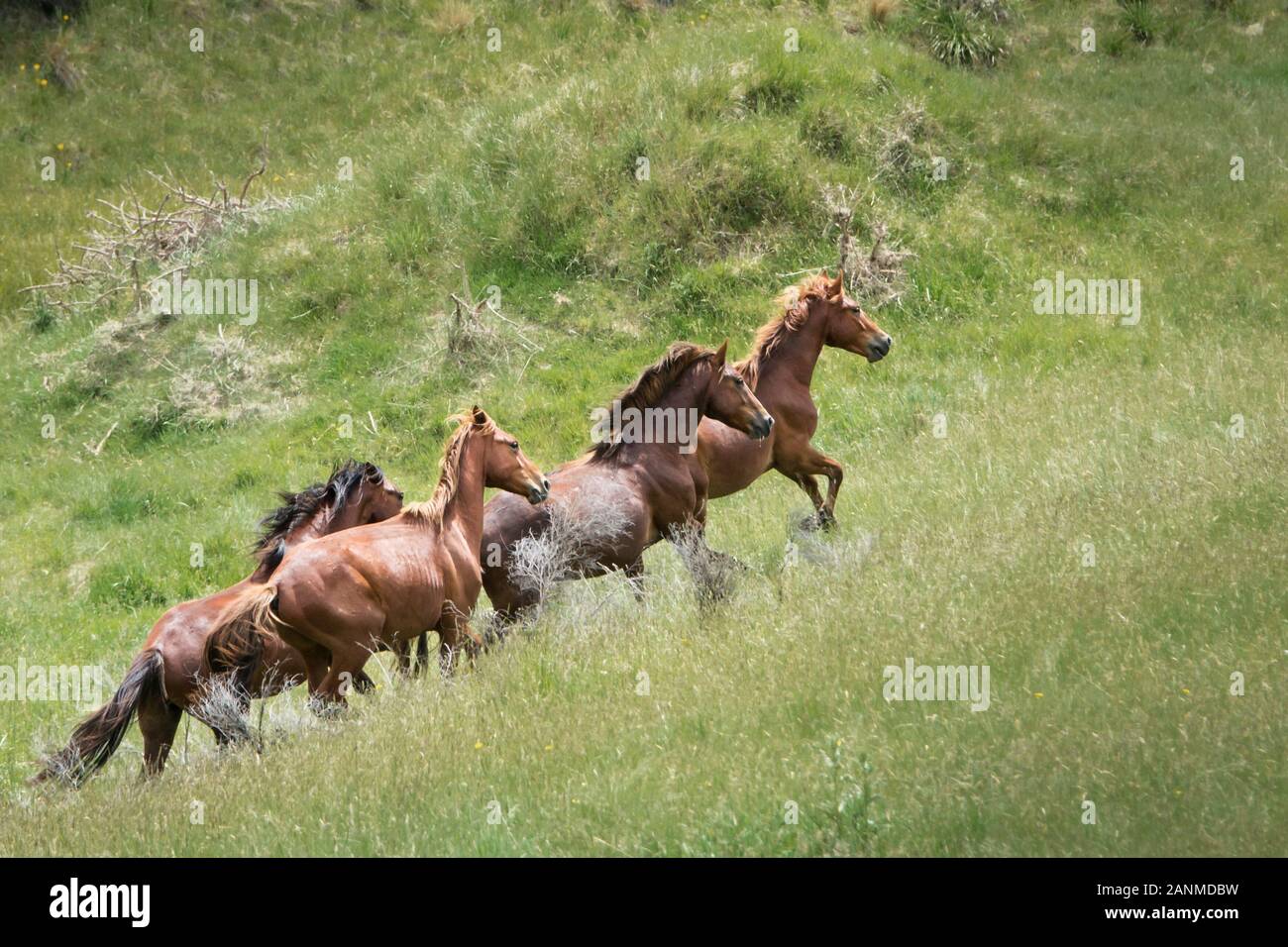 Four wild Kaimanawa horses running in the mountain ranges in central ...