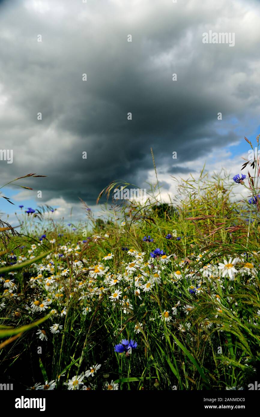 garden, gardening, grass, grow, herb, herbage, herbal, land, landscape ...