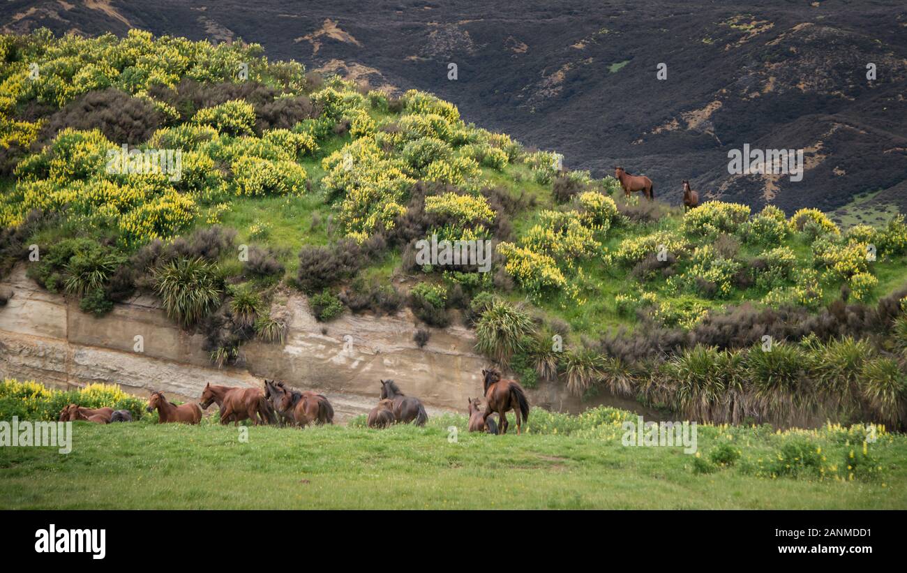 A group wild horses in the Kaimanawa mountain ranges with yellow lupin ...