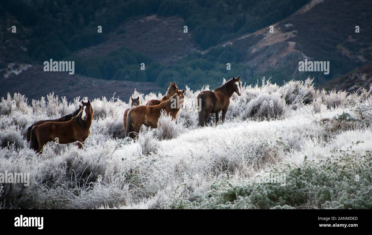 Kaimanawa Range High Resolution Stock Photography and Images - Alamy