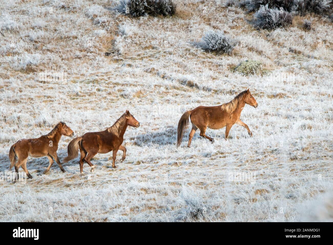 Kaimanawa mountain ranges hi-res stock photography and images - Alamy
