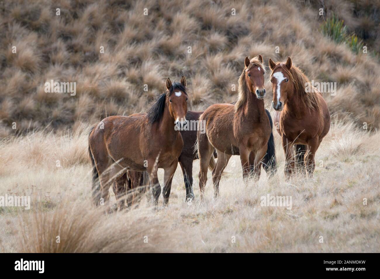 Kaimanawa mountain ranges hi-res stock photography and images - Alamy