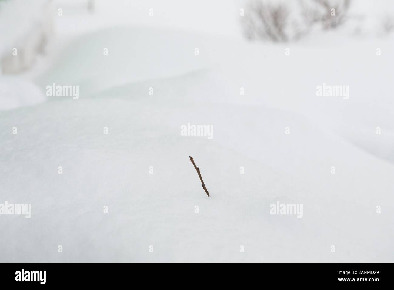 Tree branch covered with white snow, winter background Stock Photo - Alamy