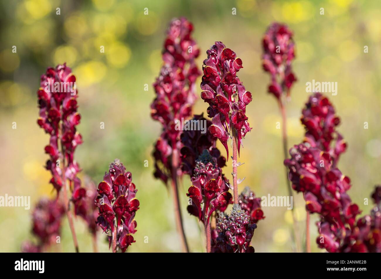 Linaria aeruginea hi-res stock photography and images - Alamy