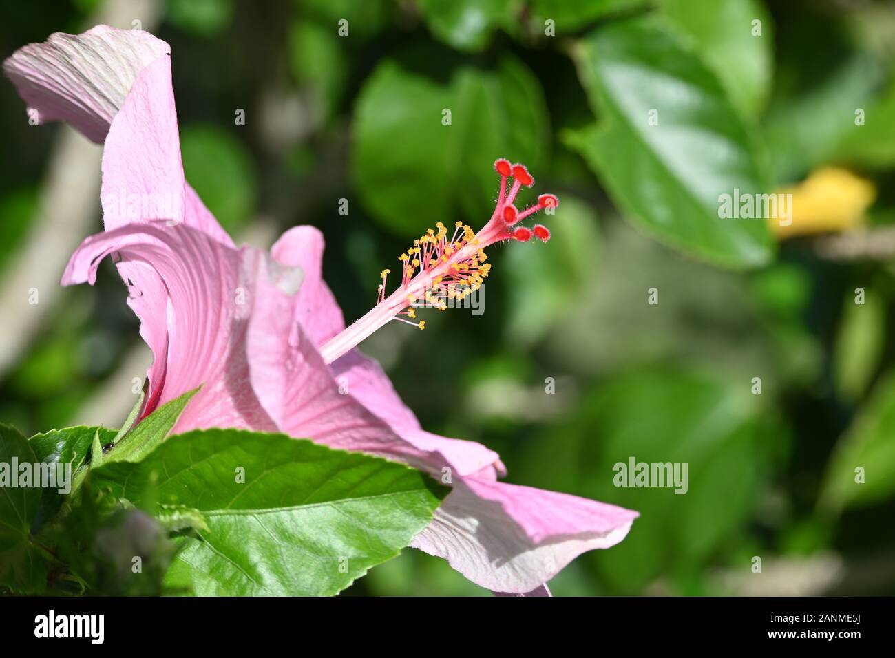 Flor de maga (Thespesia grandiflora) flower Stock Photo - Alamy