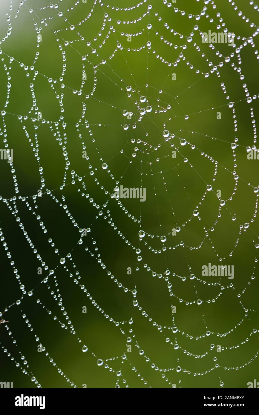 Nature Web Background Images : 100 000 Best Nature Background Photos ...