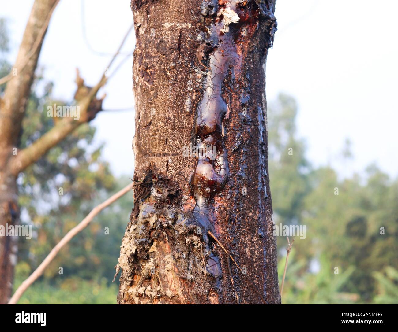 Tree bark texture. The body of the tree Stock Photo - Alamy