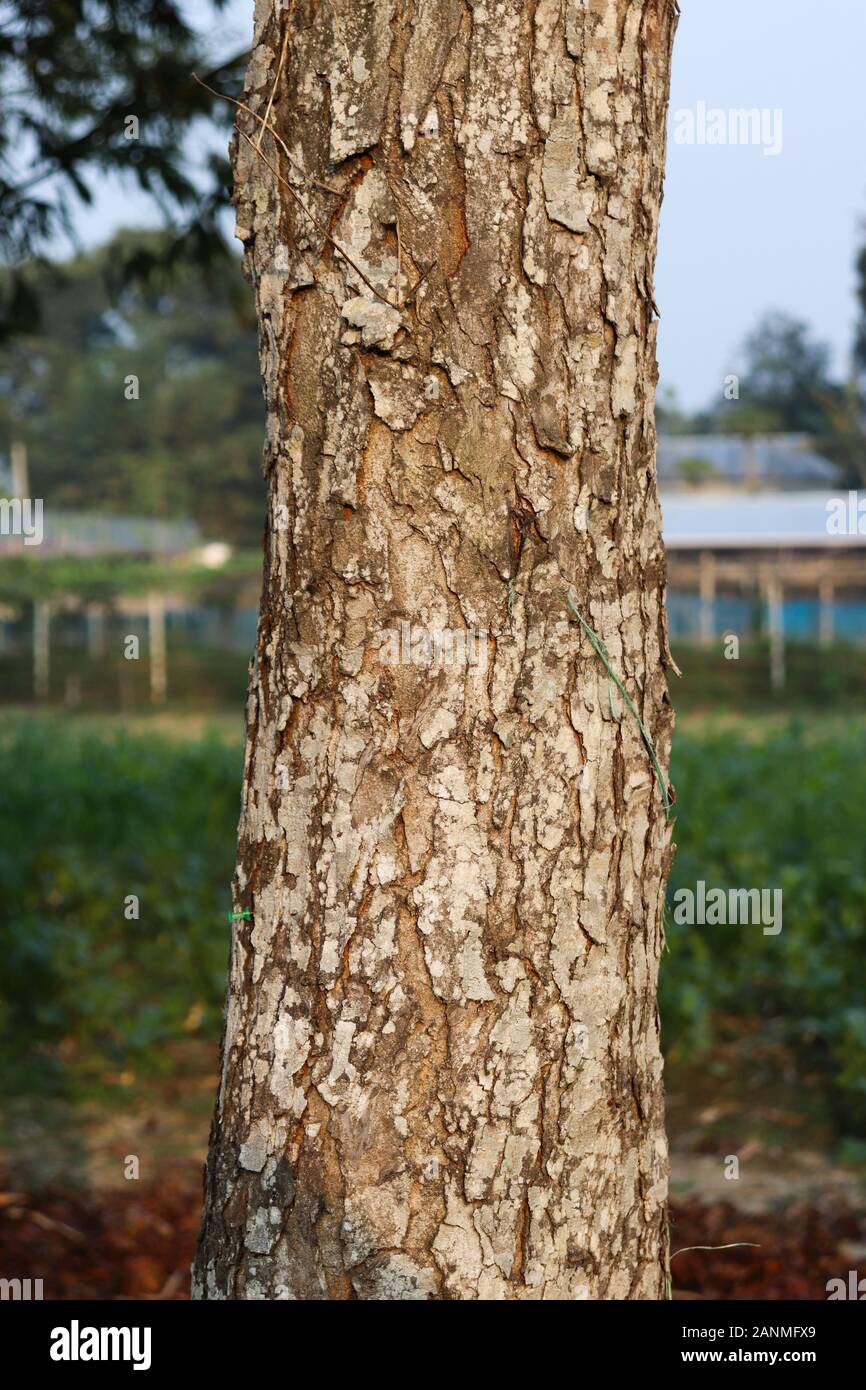 Tree bark texture. The body of the tree Stock Photo - Alamy