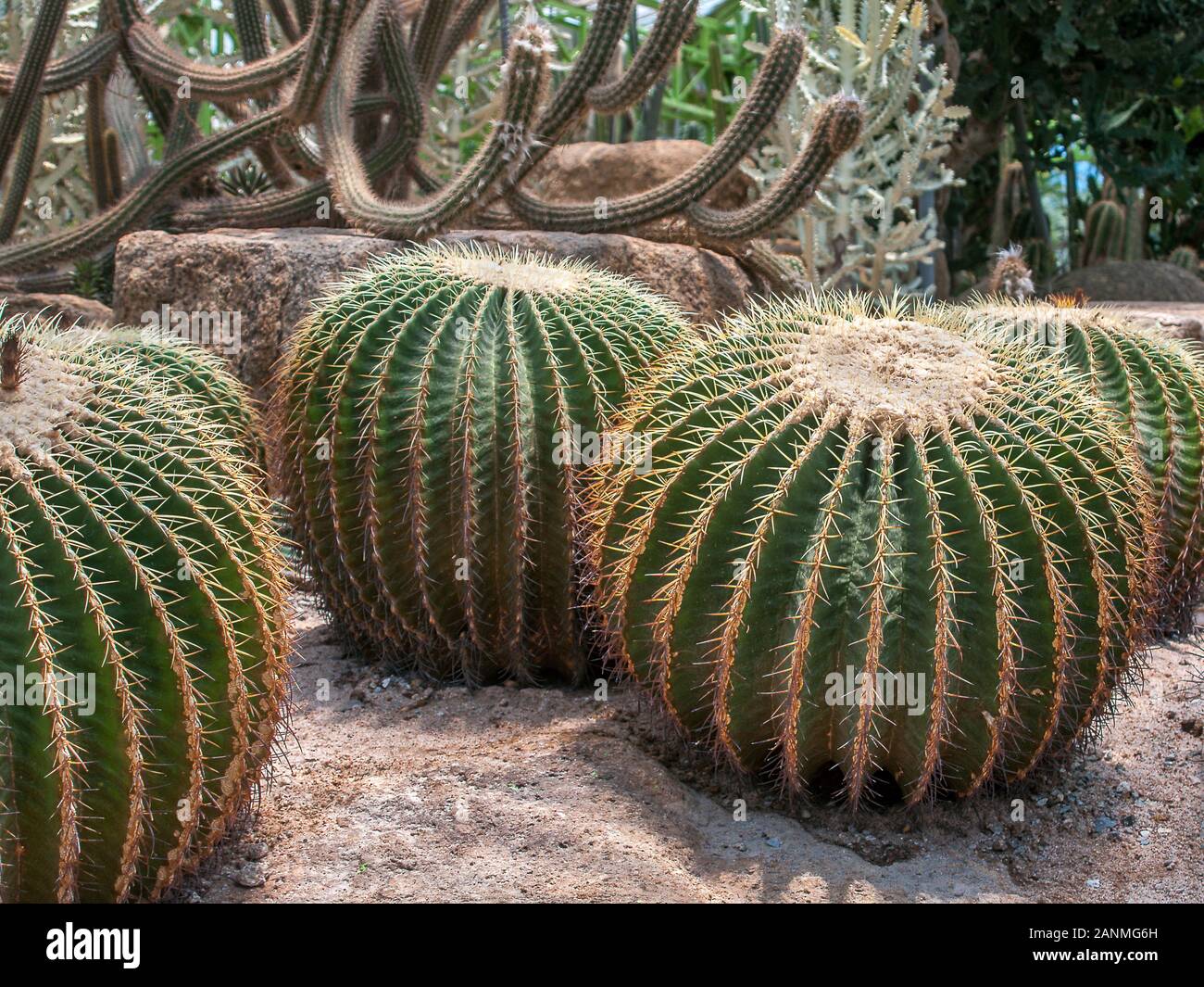Thailand, Pattaya, Madame Nong Nooch Tropical Park. Glade of cacti ...