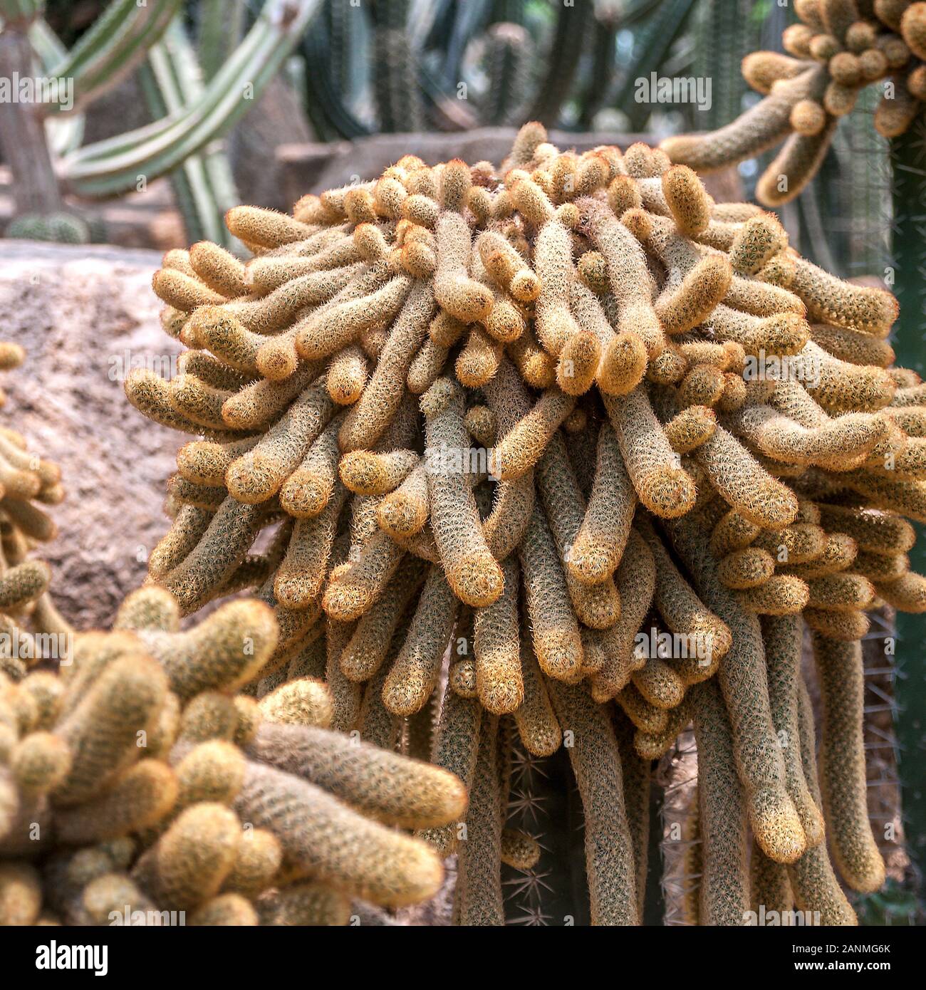 Thailand, Pattaya, Madame Nong Nooch Tropical Park. Glade of cacti ...