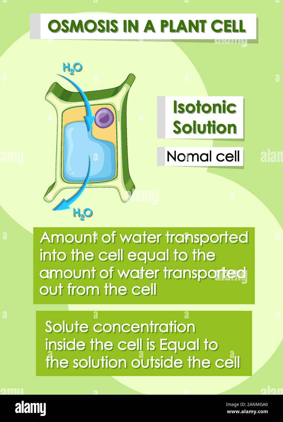Plant Cell With Osmosis at Inez Anderson blog