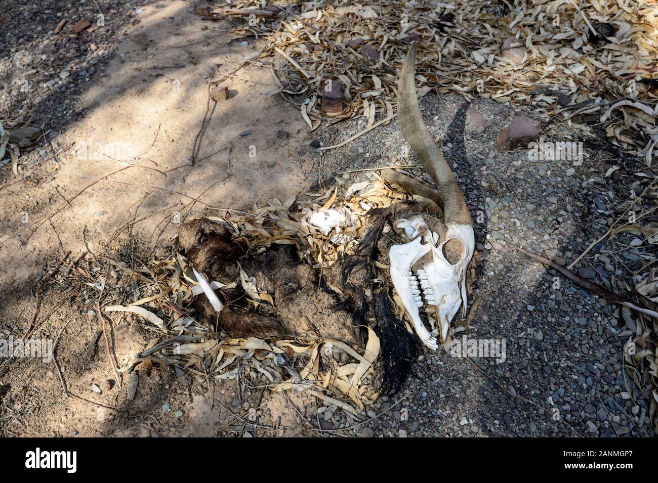 Dead goat hi-res stock photography and images - Alamy