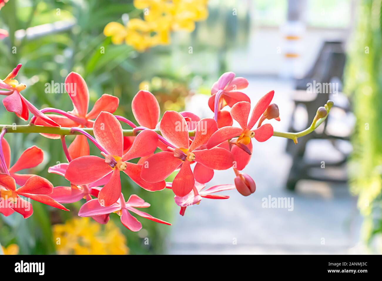 Beautiful red orchid hi-res stock photography and images - Alamy