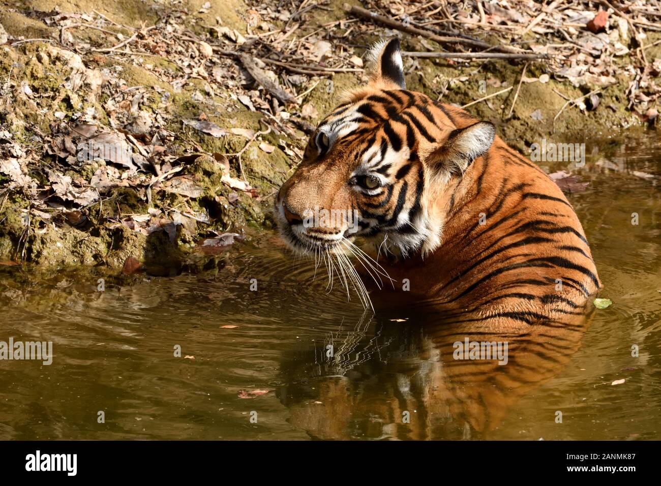 Female tiger resting in waterhole angrily turning her face Stock Photo ...