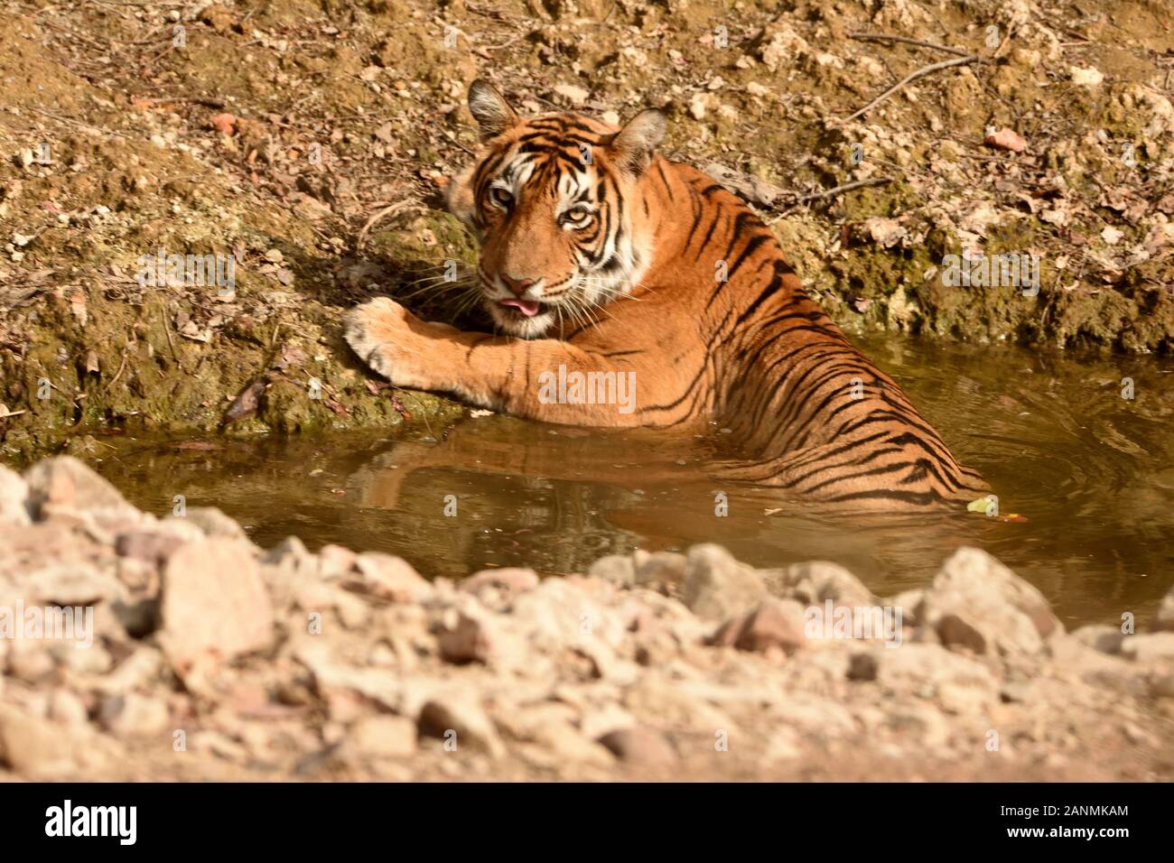 A Female Bengal tiger resting in waterhole and cooling off during hot ...