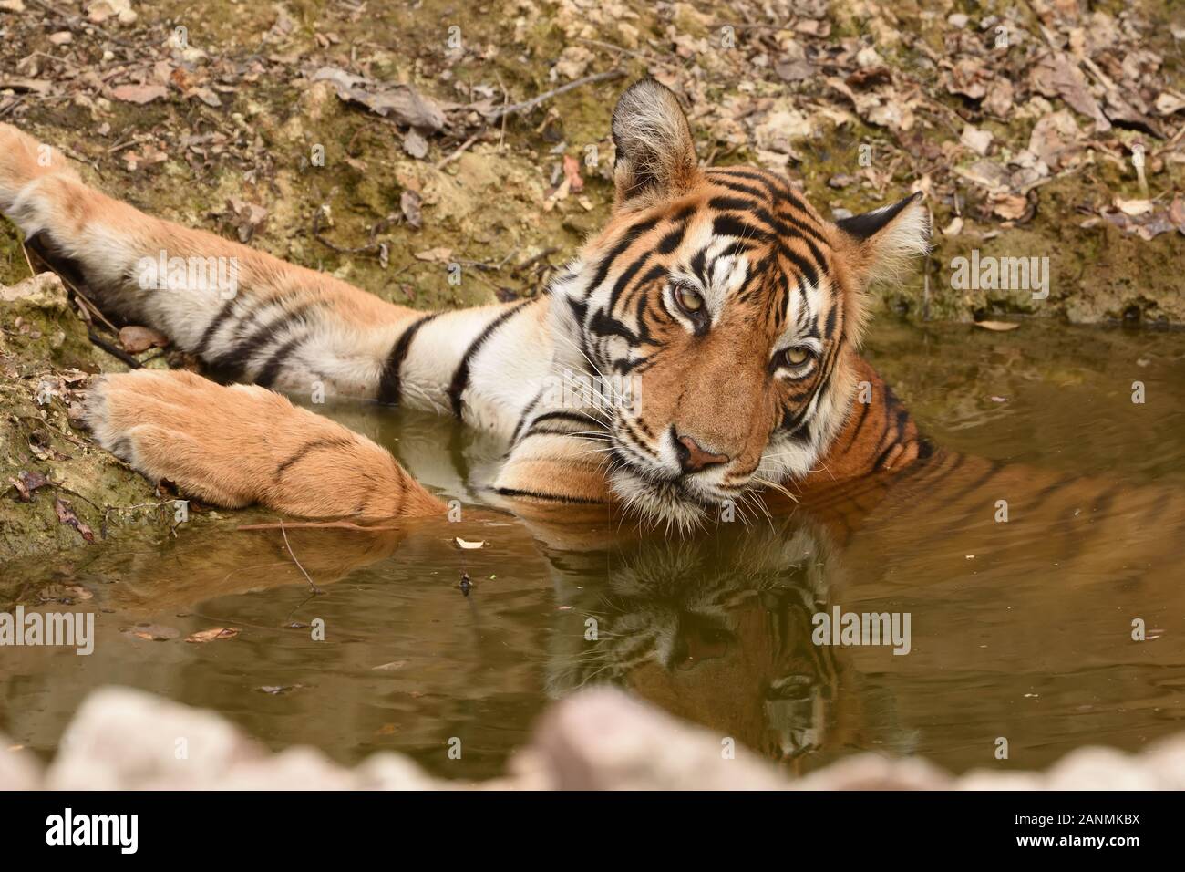 A closeup picture of female Bengal tiger resting in waterhole and ...