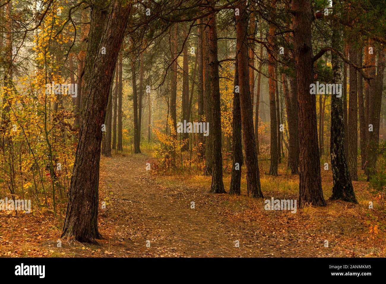 Autumn landscape. Nice day for a nice walk. A beautiful forest ...