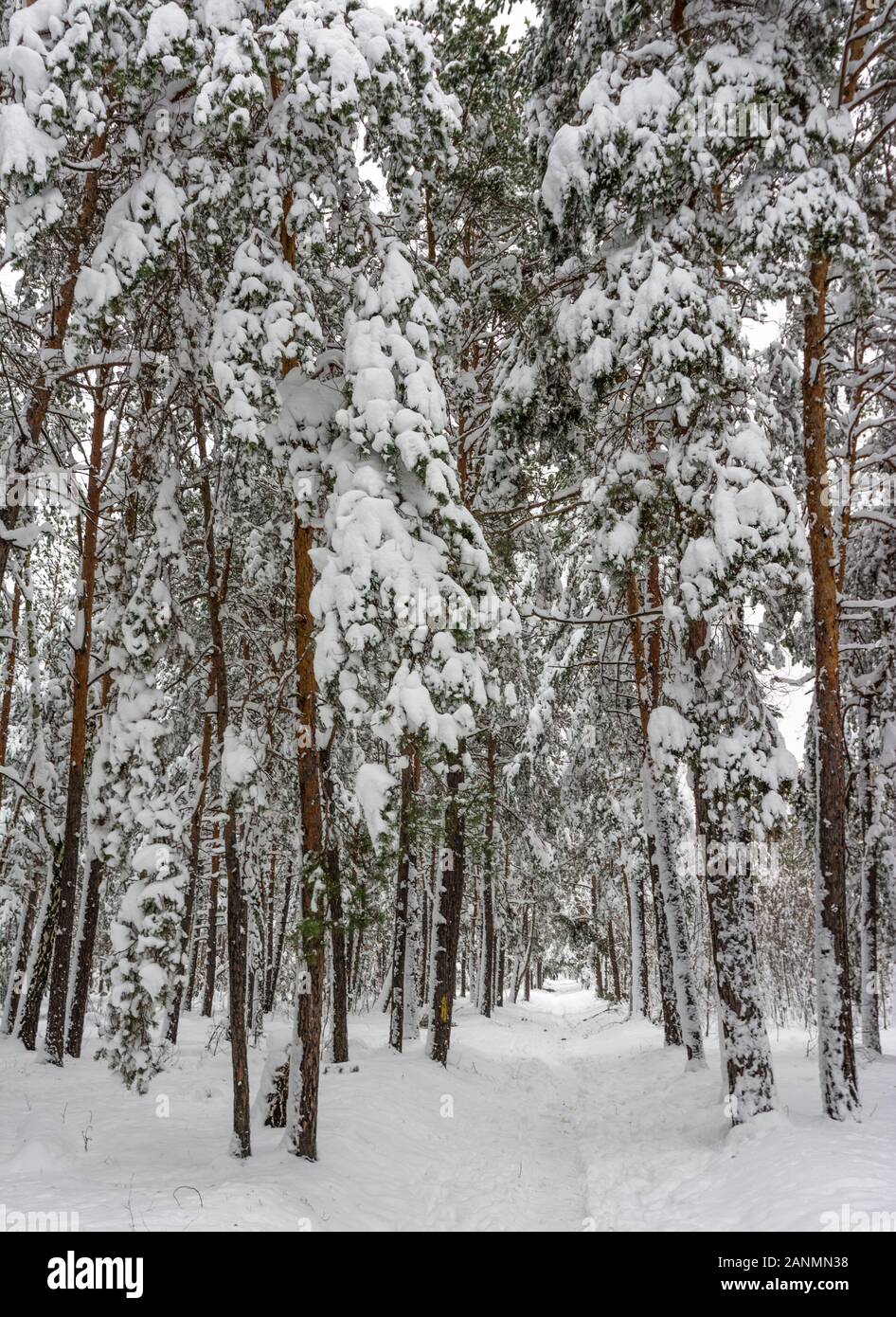 Winter. Snowy forest. Branches bend from a lot of snow. Beautiful ...