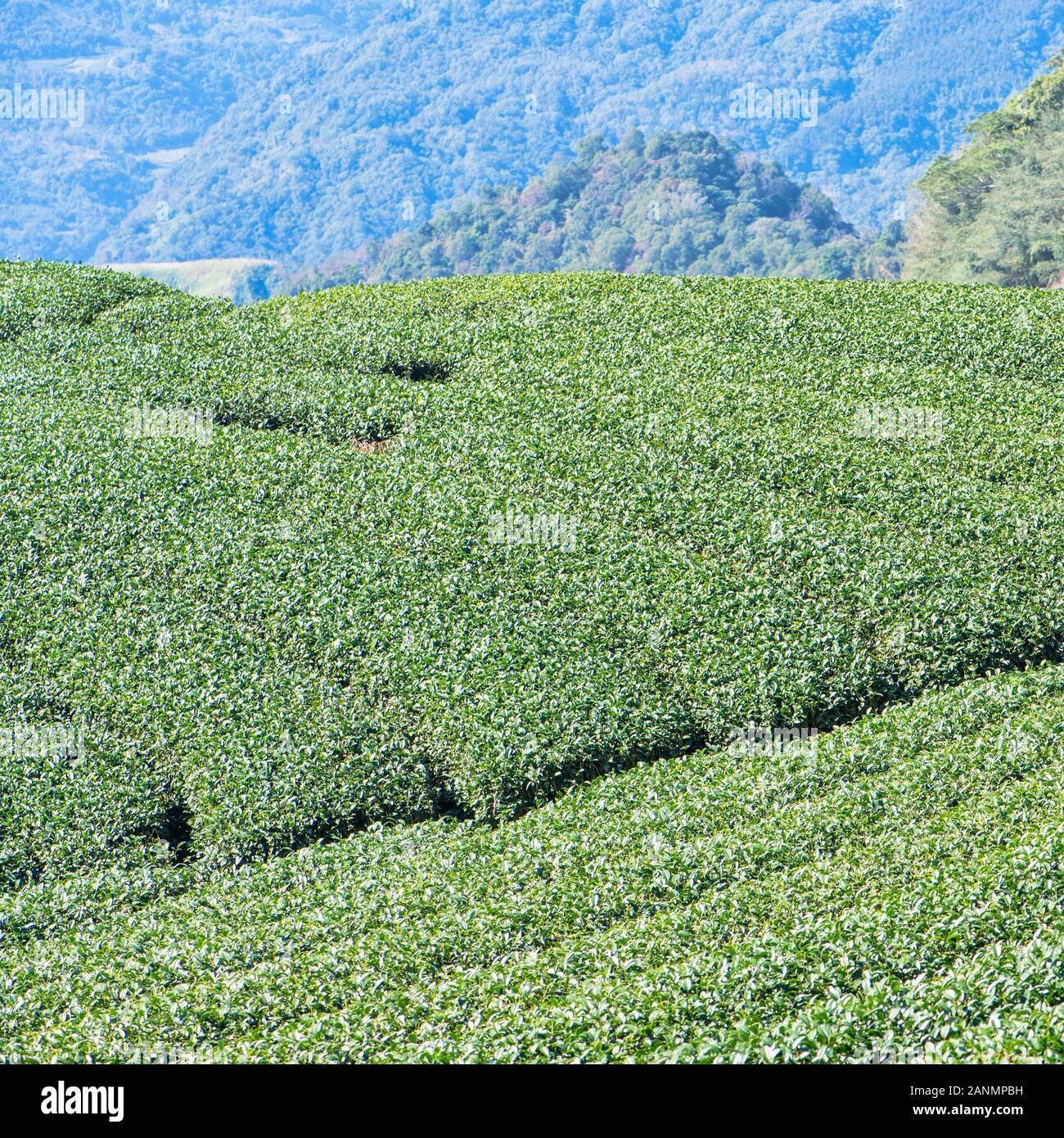 Beautiful green tea crop garden rows scene with blue sky and cloud ...