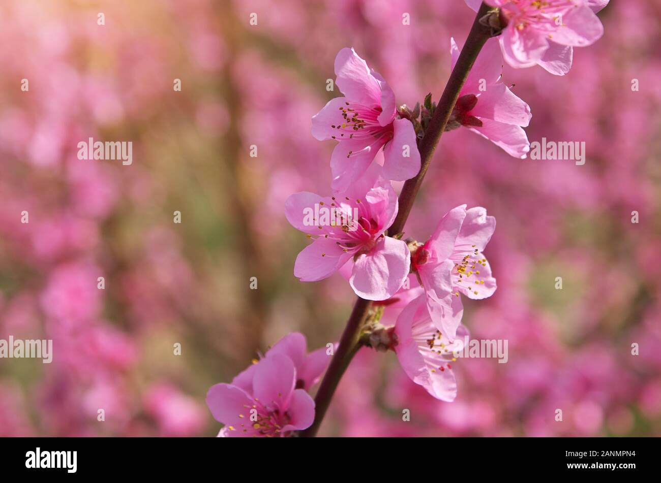 Spring blossoming trees closeup hi-res stock photography and images - Alamy