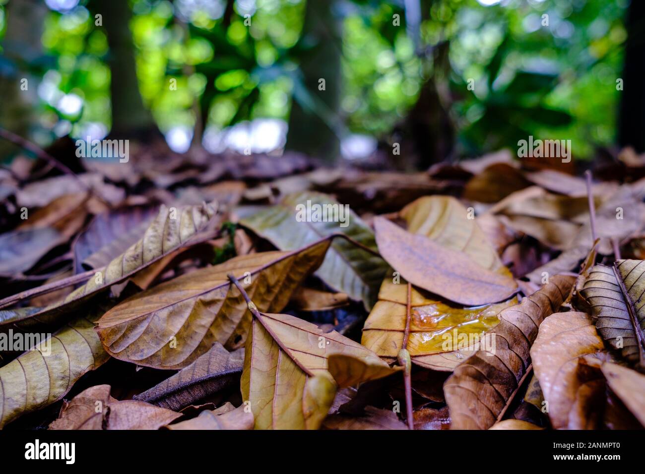 Green Jungle with dead leaves on the ground Stock Photo - Alamy