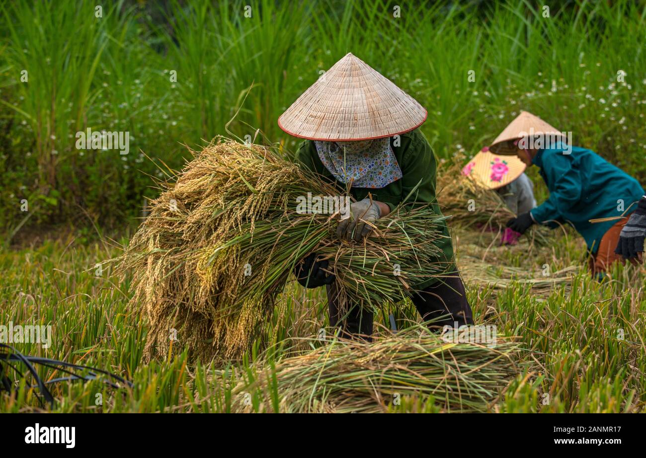 Vietnamese Women From Northern Vietnam Villages During Harvest In The