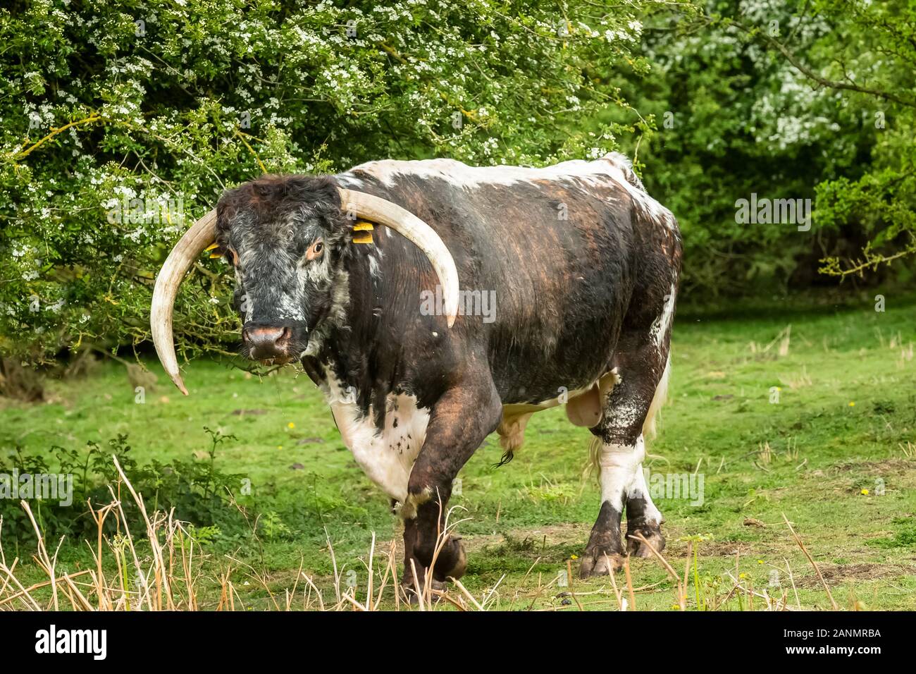 English longhorn cattle grazing hi-res stock photography and images - Alamy
