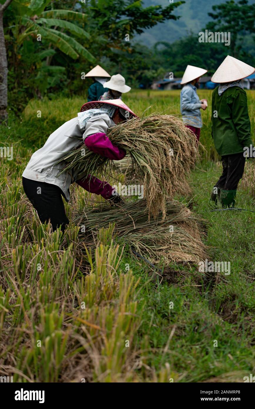 vietnamese women from northern vietnam villages during harvest in the ...