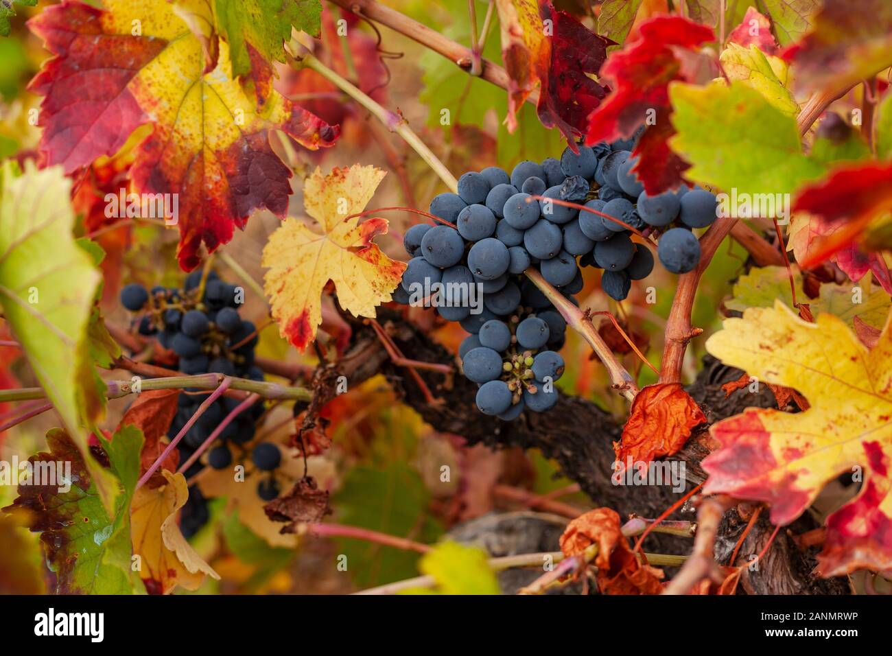 Bierzo wine region hi-res stock photography and images - Alamy
