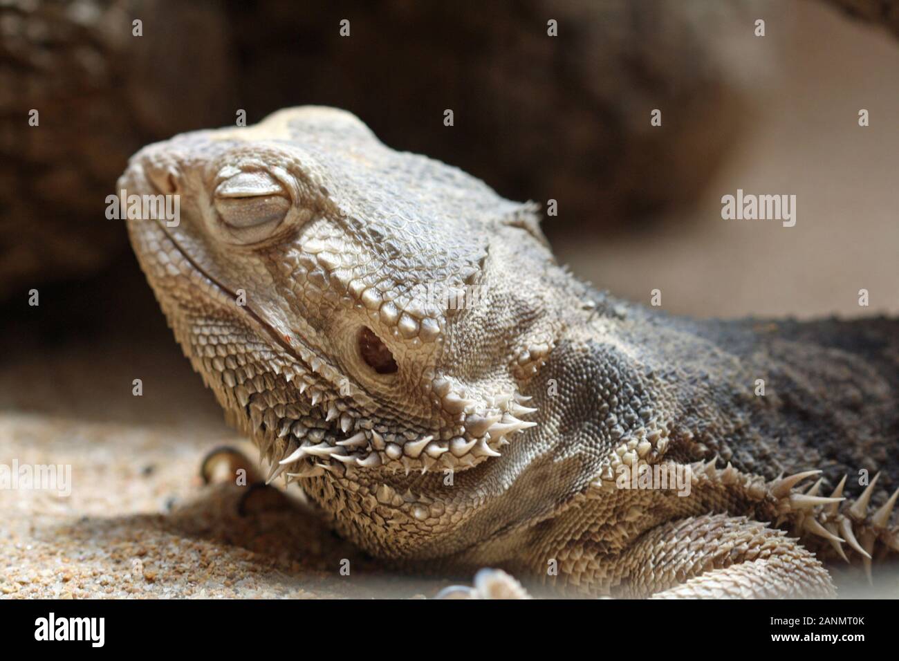 Bartagame hi-res stock photography and images - Alamy