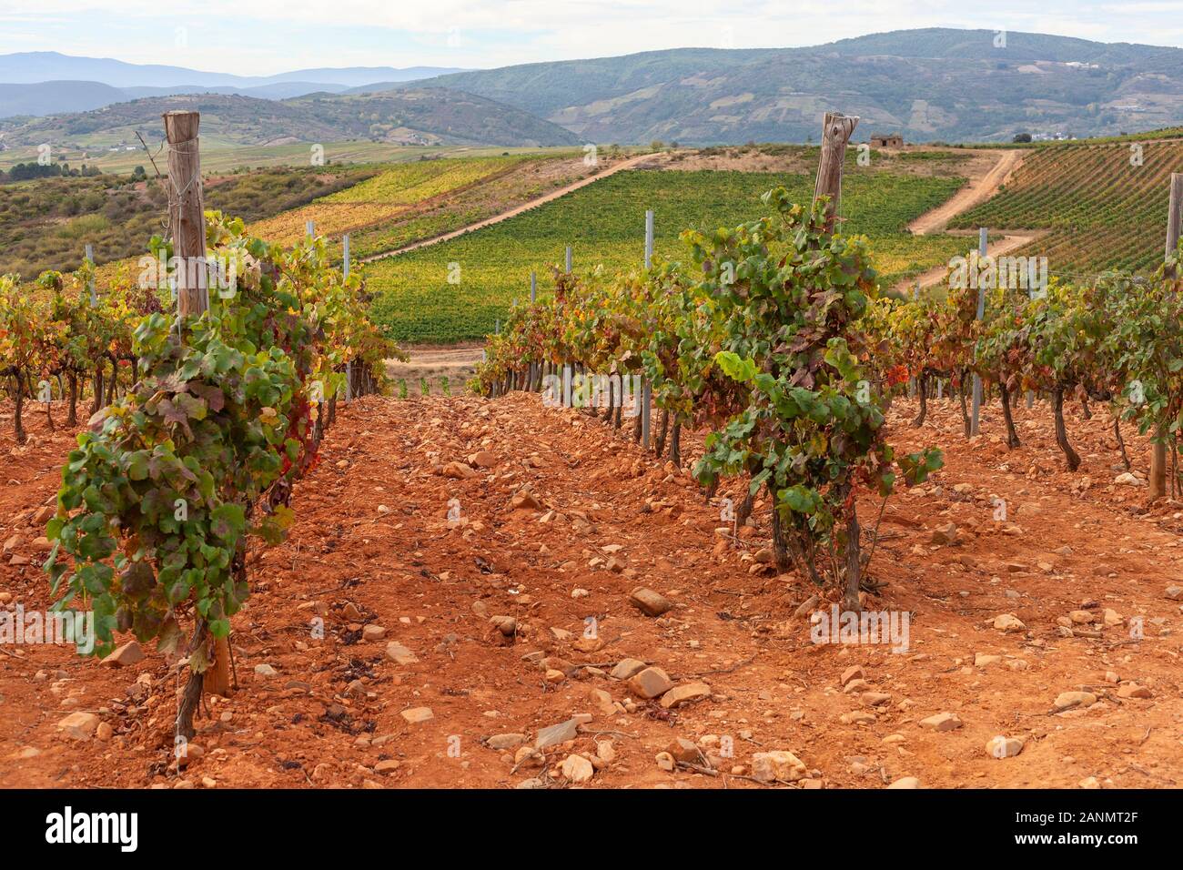 Vines and Vineyards dominate the autumn landscape in the Bierzo Wine ...