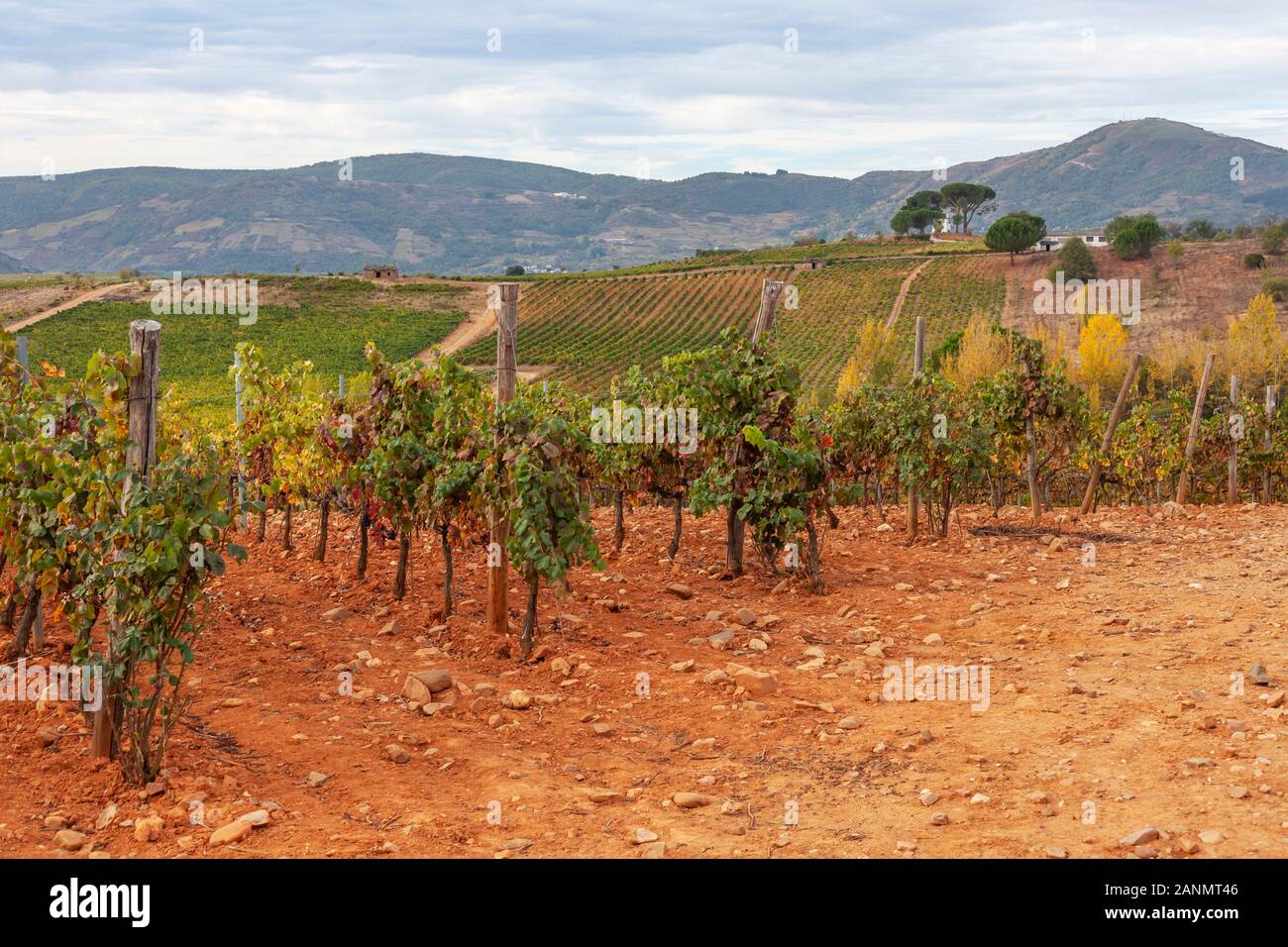 Vines and Vineyards dominate the autumn landscape in the Bierzo Wine ...
