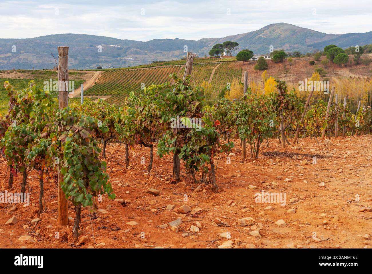 Grape leaves turning red in autumn hi-res stock photography and images ...