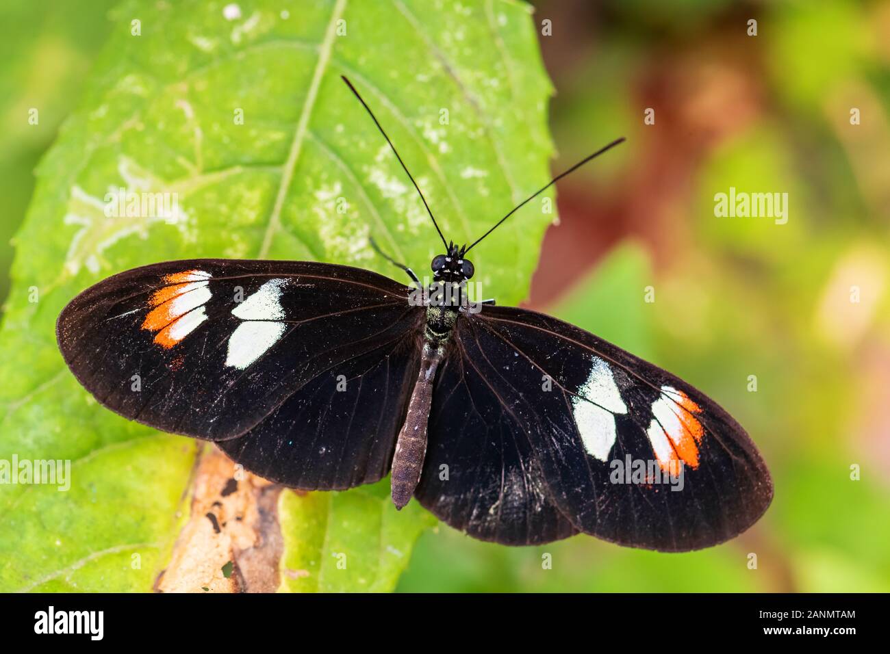 Common Postman - Heliconius melpomene, beautiful colored brushfoot ...