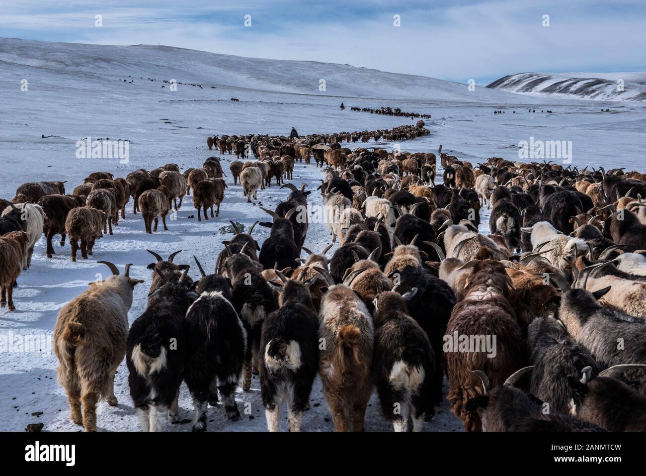 flock of herds in the snowy expanses of western mongolia Stock Photo ...