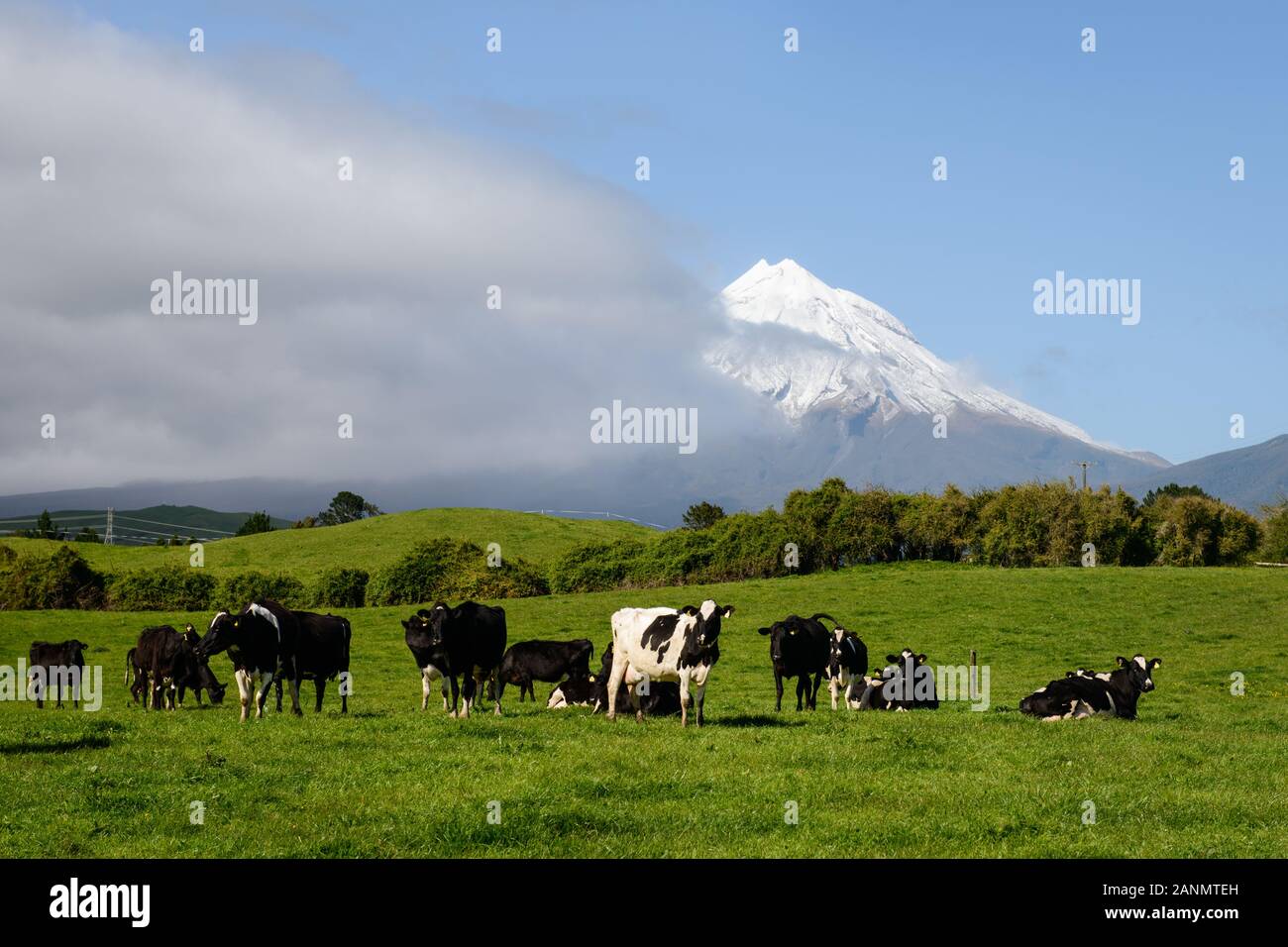 Cows grazing in the green field with Mt Taranaki in the distance Stock ...