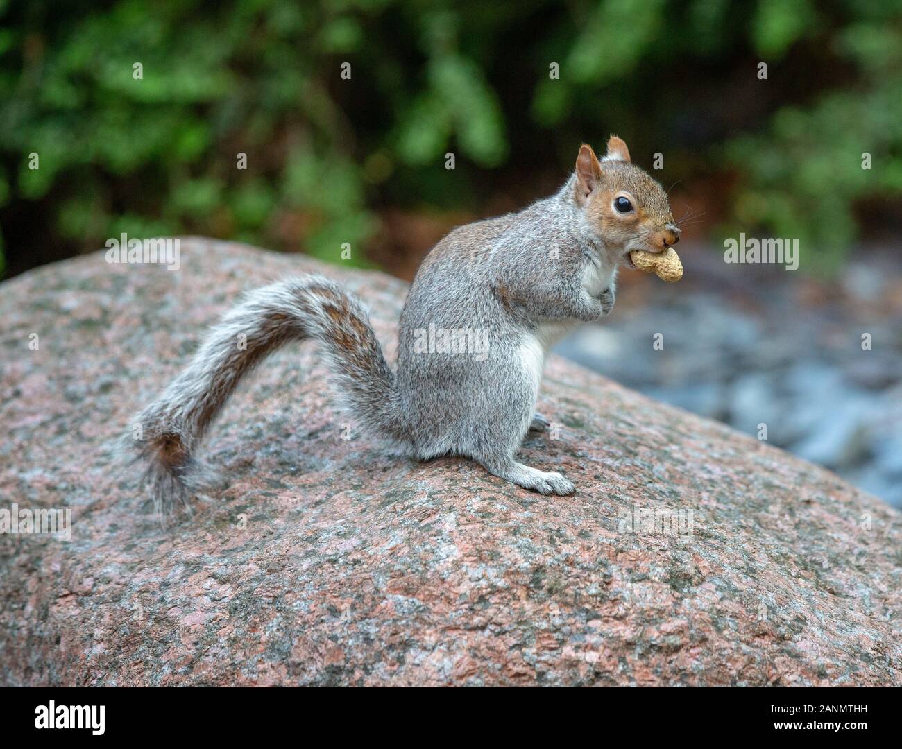 A grey squirrel nibbles a nut on a wall in Central London Stock Photo ...