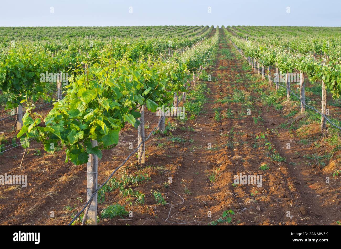 Vineyard rows. Agriculture nature landscape. Composition of nature ...