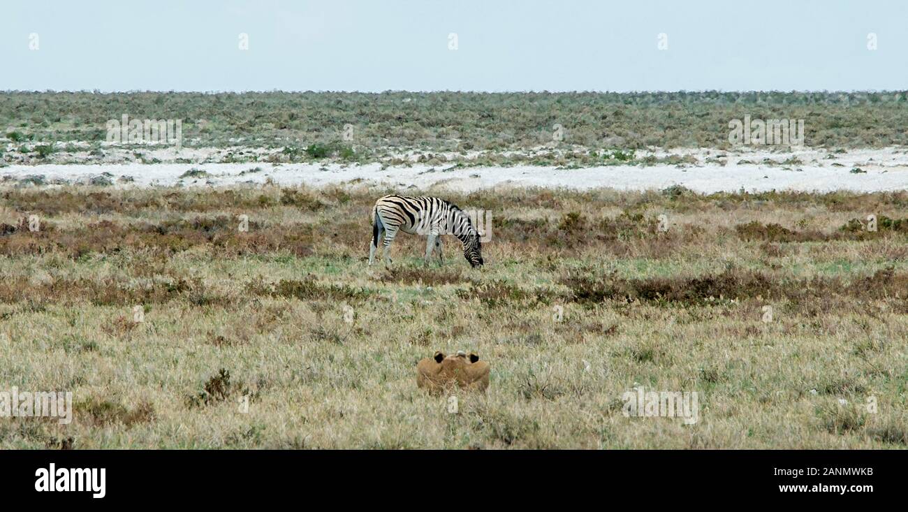 Lion stalk hi-res stock photography and images - Alamy