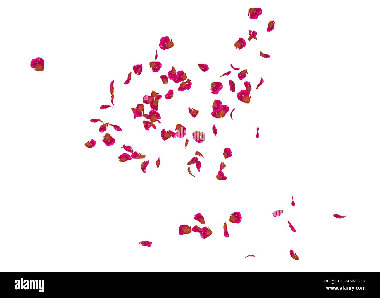 The petals of a ribbed rose fly in the air. Isolated white background ...